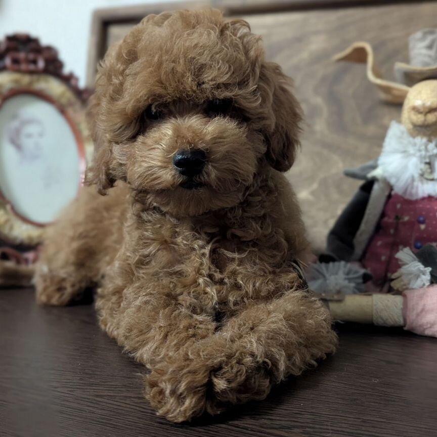 Пудель, щенок