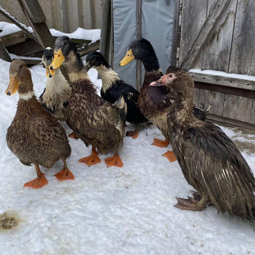 Мускусные утки на племя