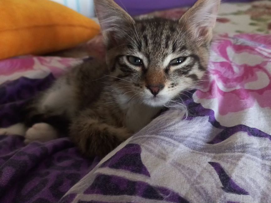 Котята в добрые руки бесплатно