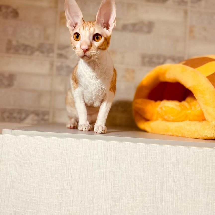 Котик корниш рекс