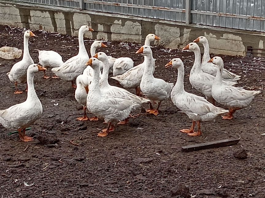 Гусь породы Линда