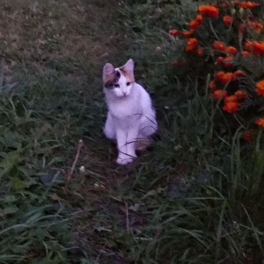 Кошечка Нюша