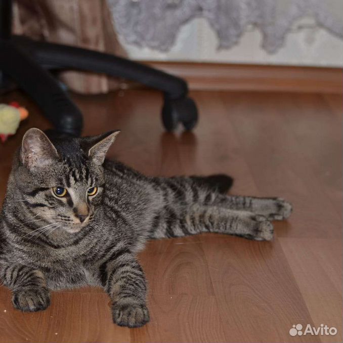 Плюшевый парень ищет семью