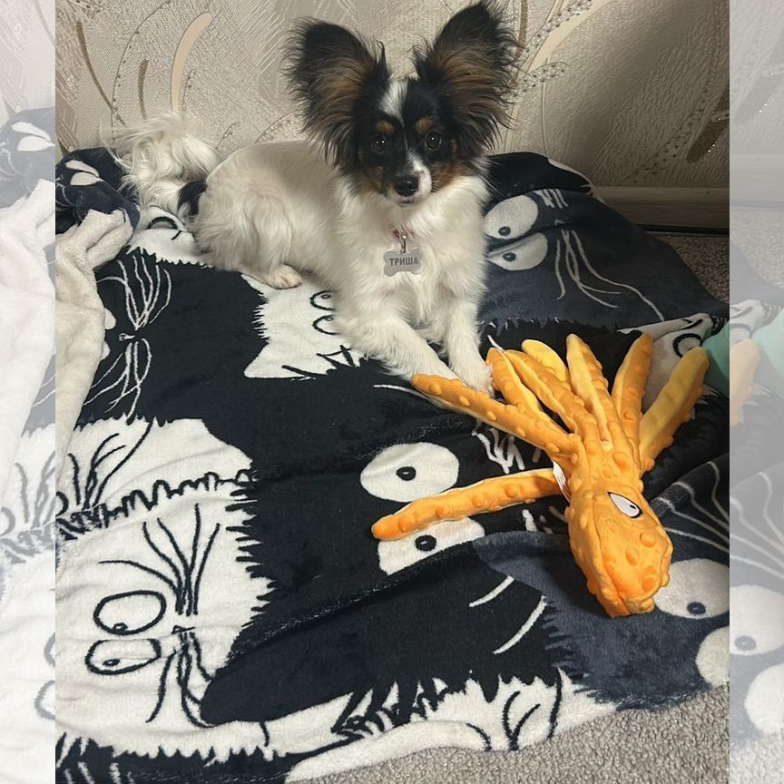 Континентальный той-спаниель папильон, щенок