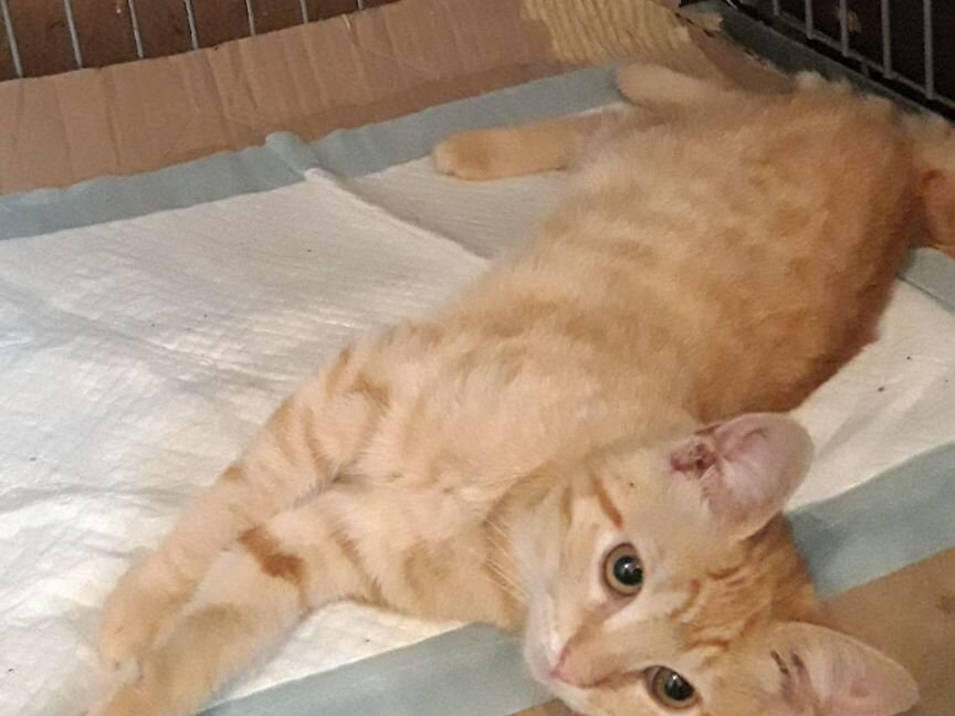 Рыжий котенок ищет хозяев