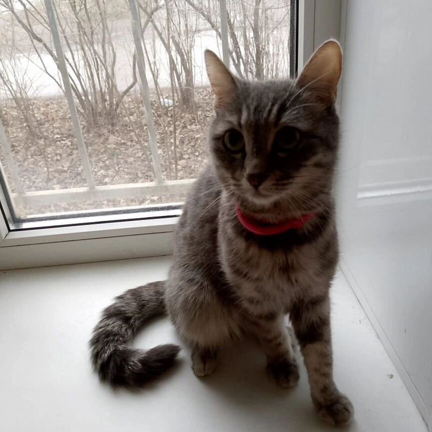 Кошка конфетка