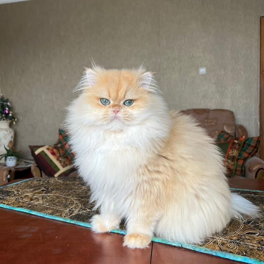 Британская золотая шиншилла