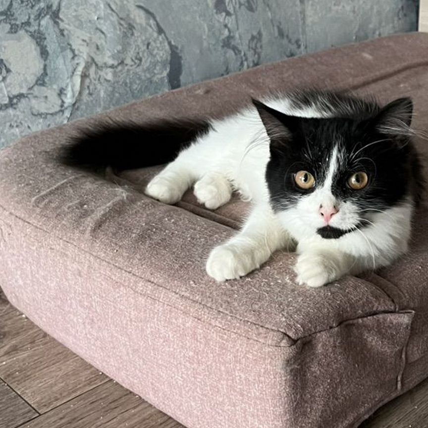 Котодевочка