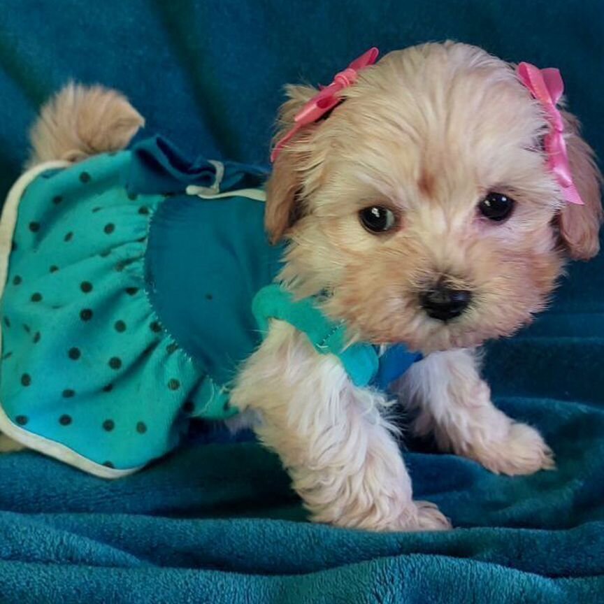 Мальтипу, щенок