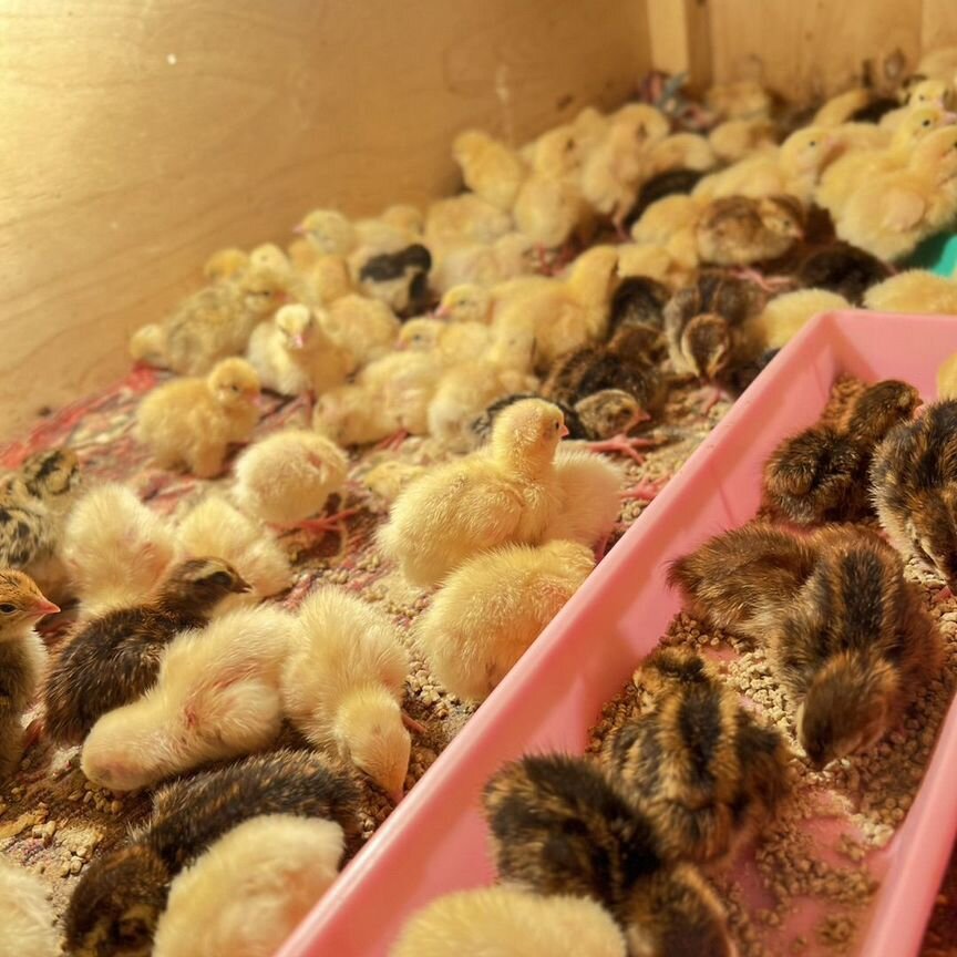 Перепела суточные и месячные