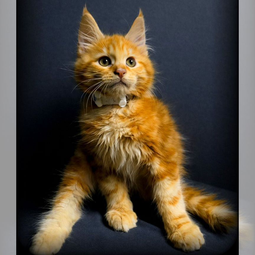 Мейн-кун котёнок