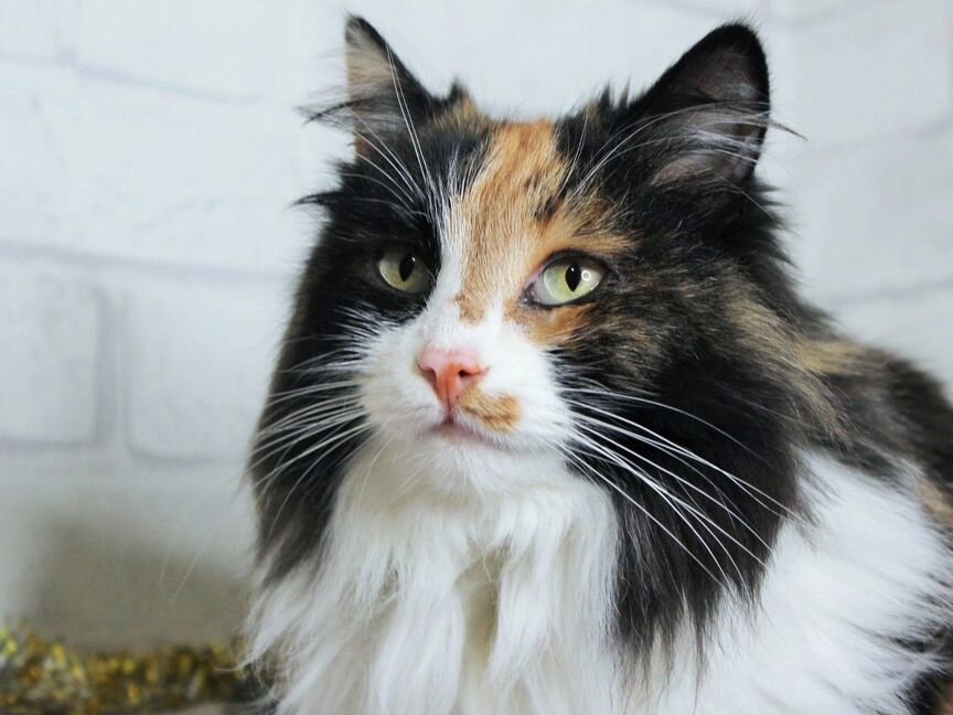 Кошечки и котики