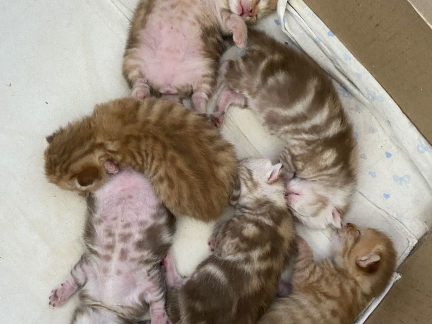 Шотландские котята