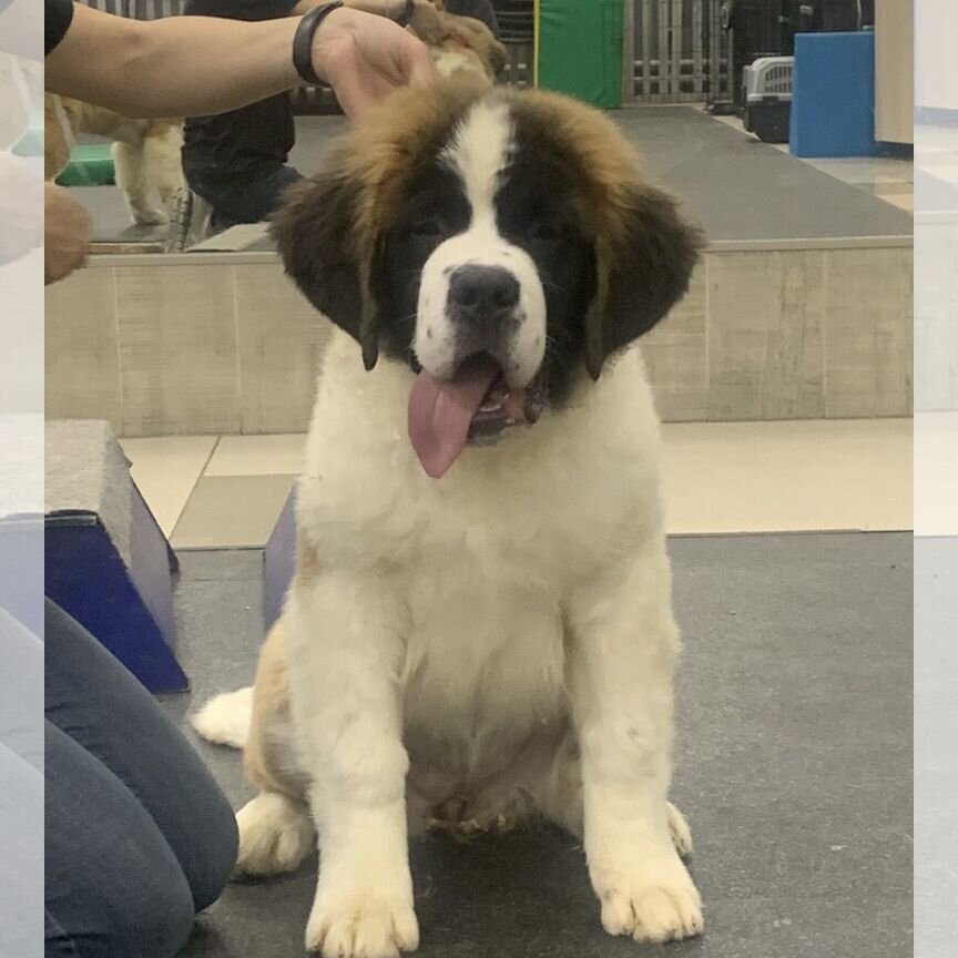 Сенбернар, щенок