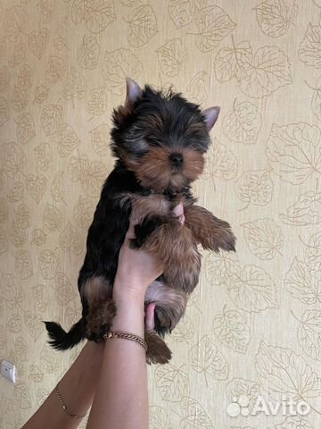 Йоркширский терьер щенки стандарт
