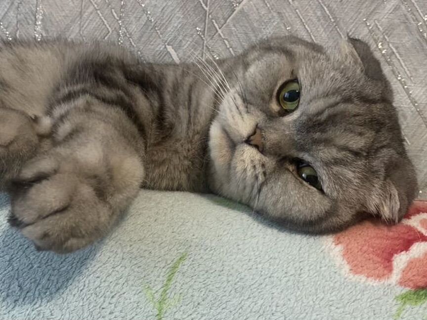 Потерялся кот