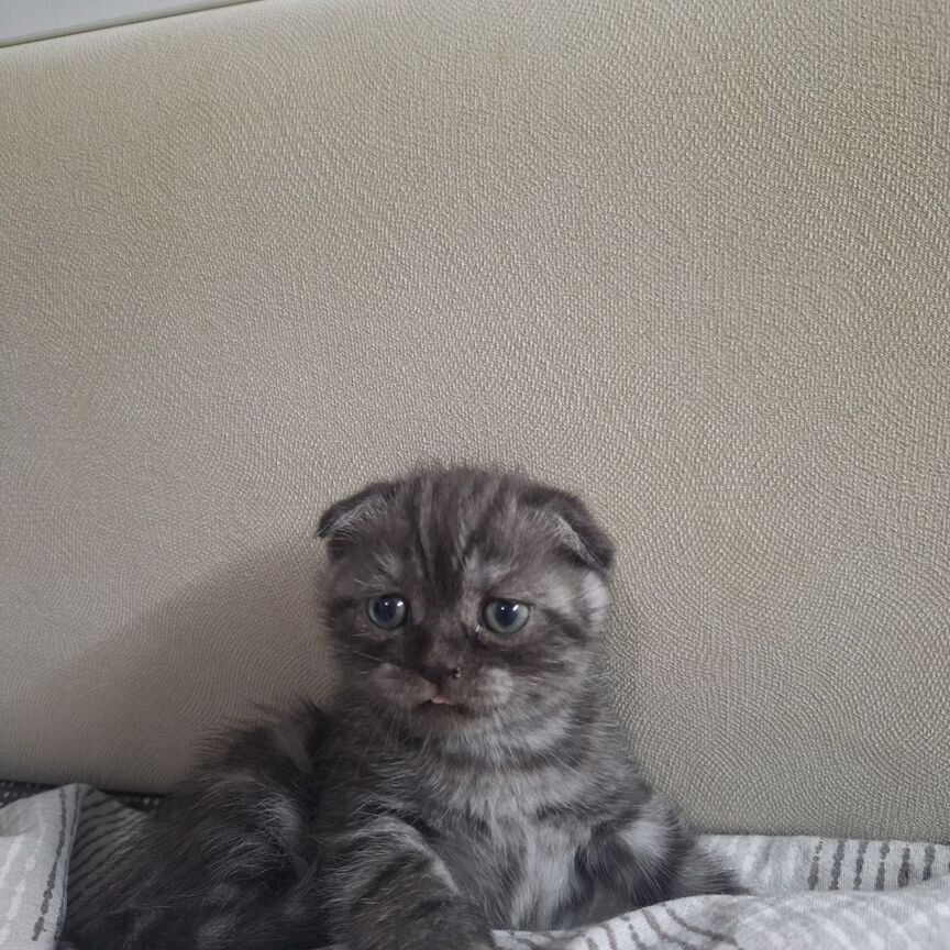 Шотландский вислоухий короткошёрстный котёнок