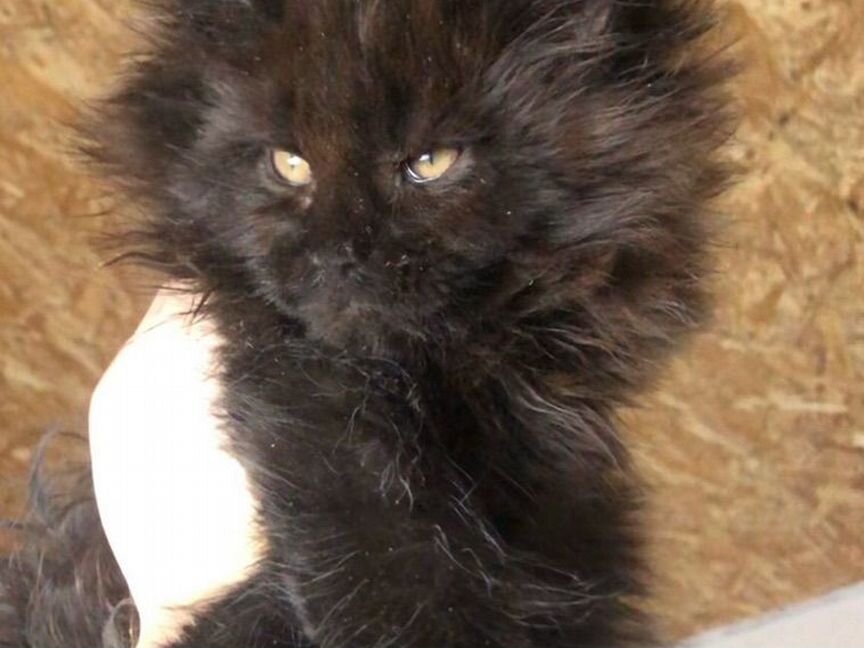 Котята мейн-кун черный