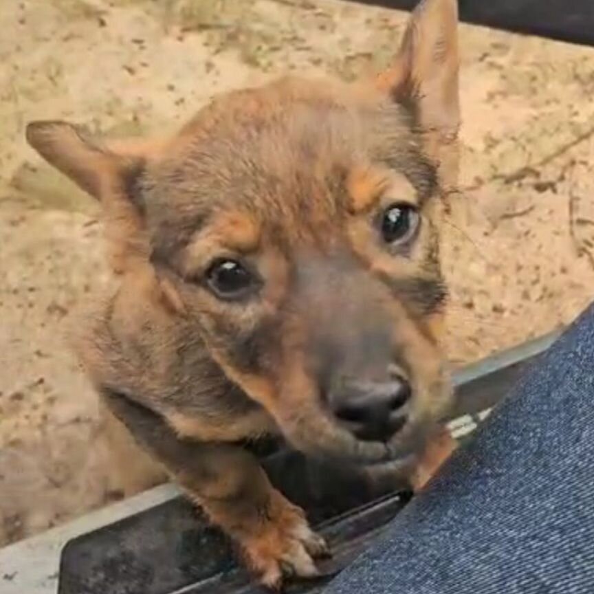 Щенок в добрые руки