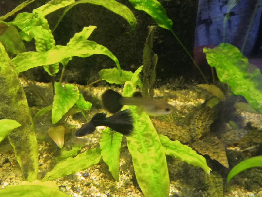 Продам гуппи