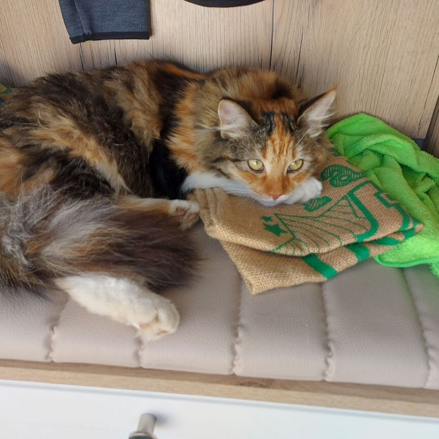 Кошка крысоловка