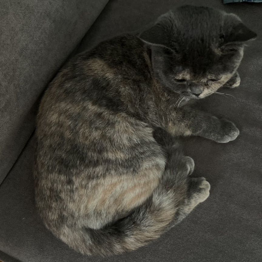 Кошка(котенок