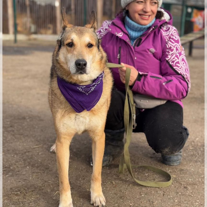 Собака в добрые руки