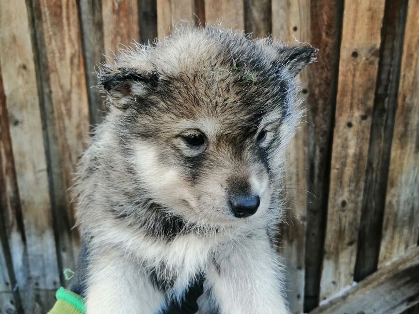 Щенки сибирской хаски девочки