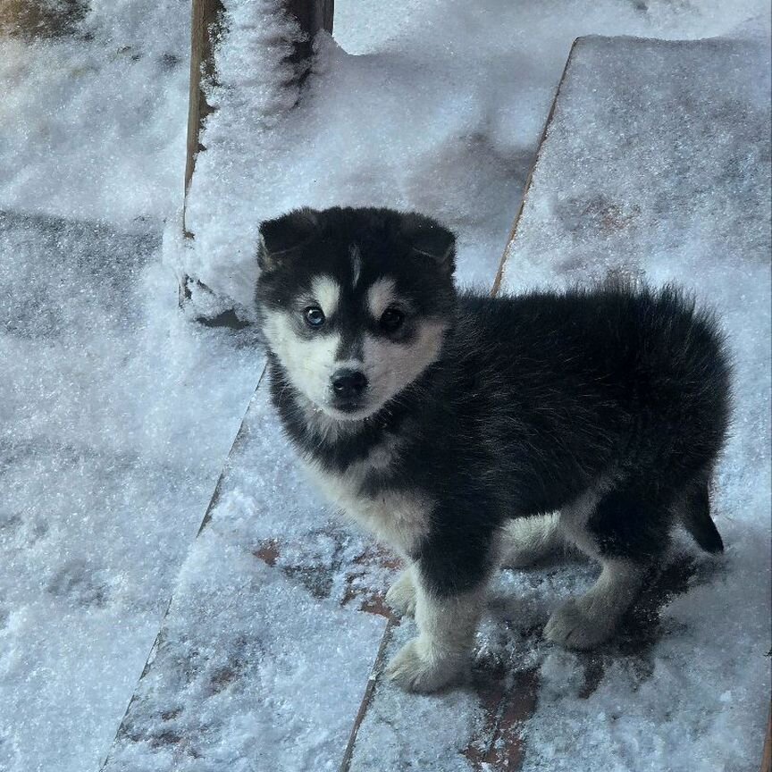 Щенок в добрые руки