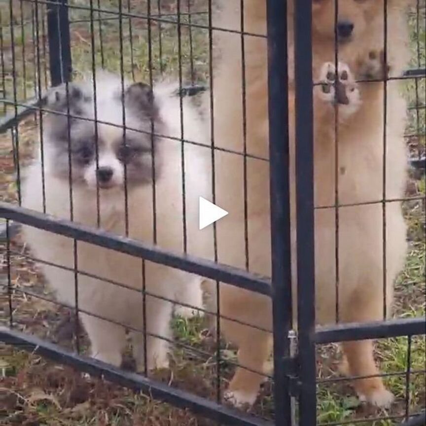 Девочка шпиц