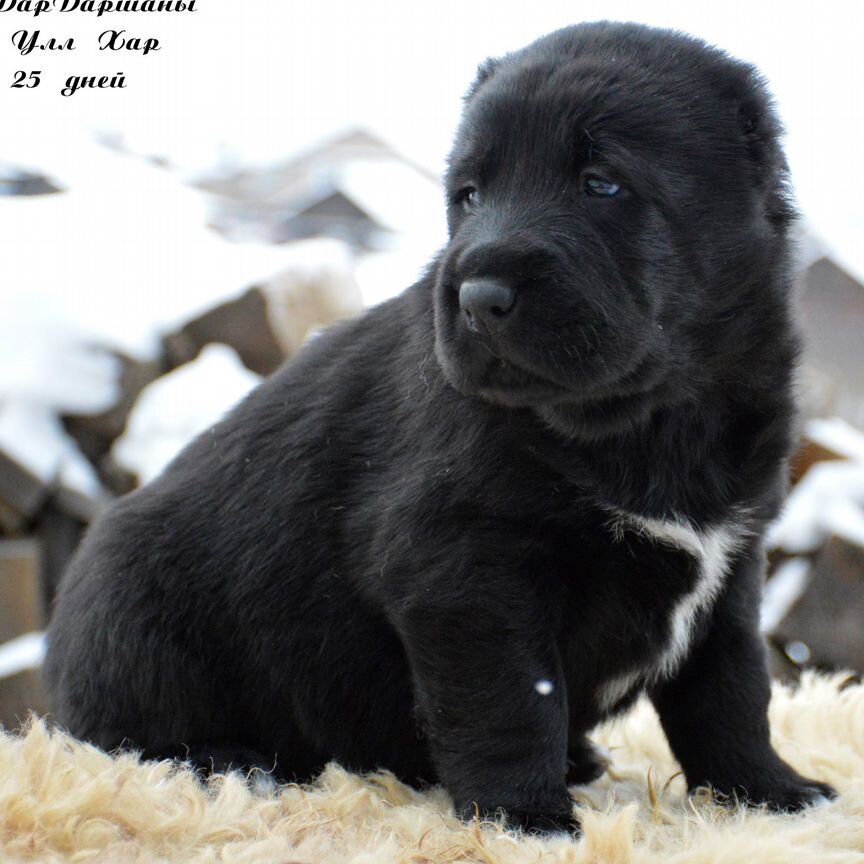 Среднеазиатская овчарка, щенок