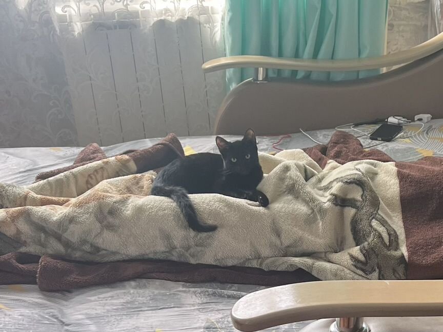 Отдам бесплатно котенка-девочку 5 месяцев