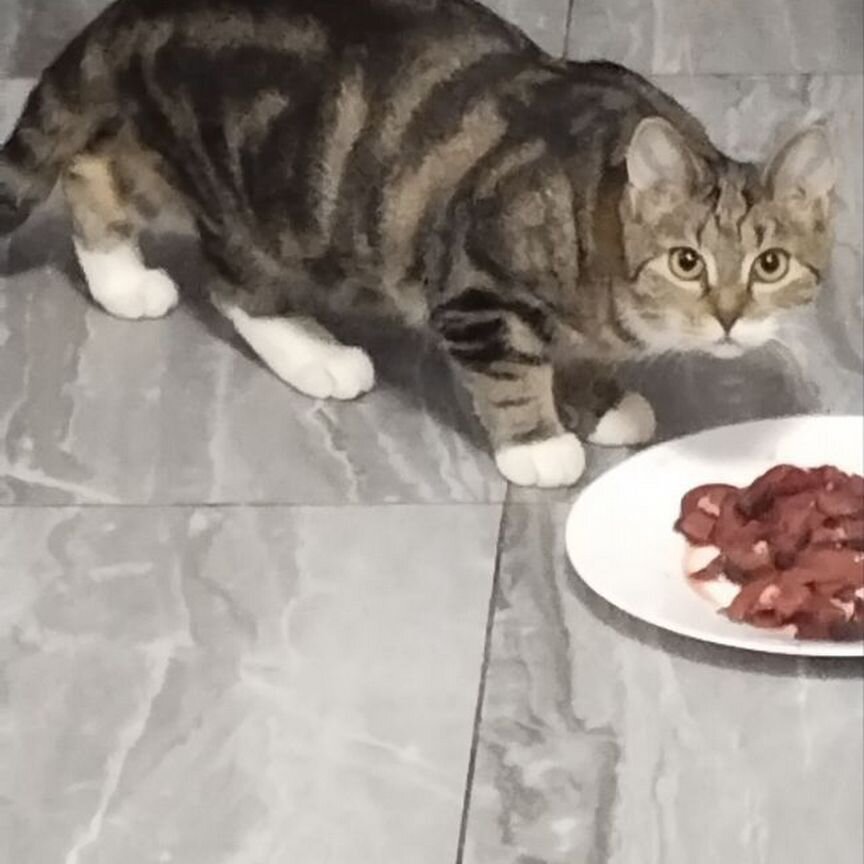 Котенок девочка 6 мес