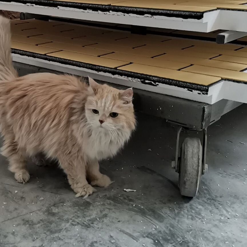 Котик