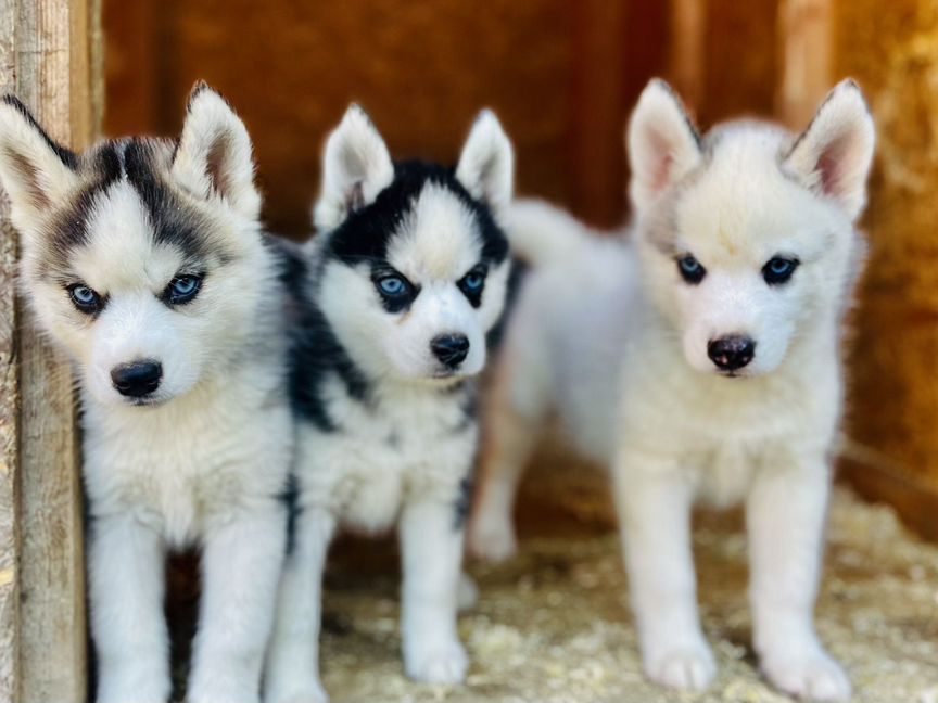 Щенки Помски