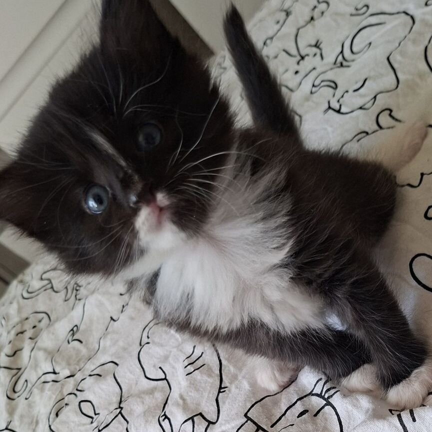 Котёнок в добрые руки