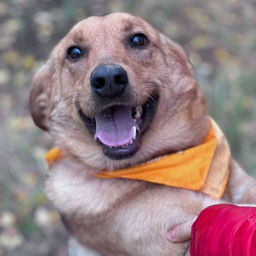 Рыжая добрая красавица