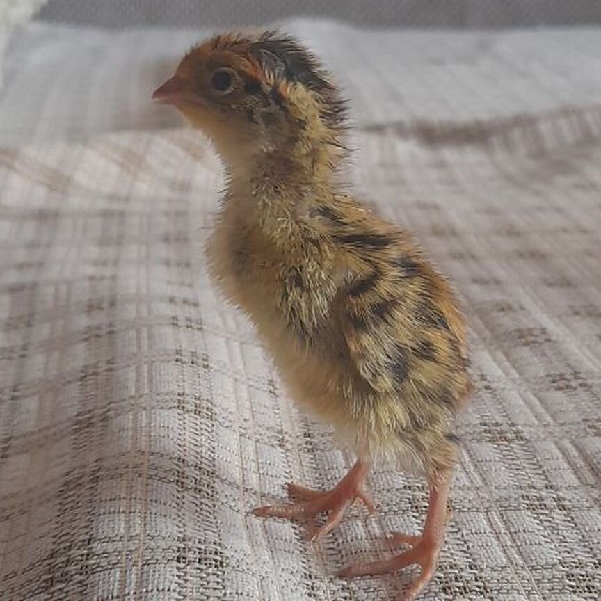 Цыпленок перепелки недельный