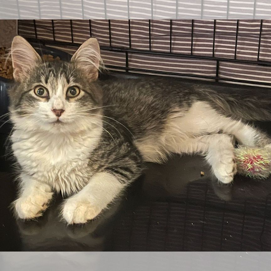 Котёнок метис сибиряка в дар