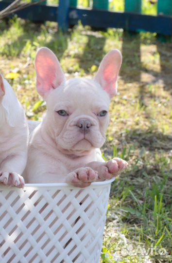 Французский бульдог