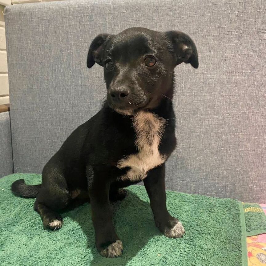 Щенок малышка игрулька