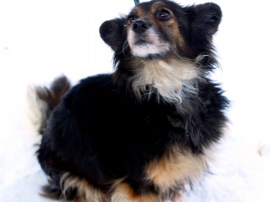 Крошка Капитошка