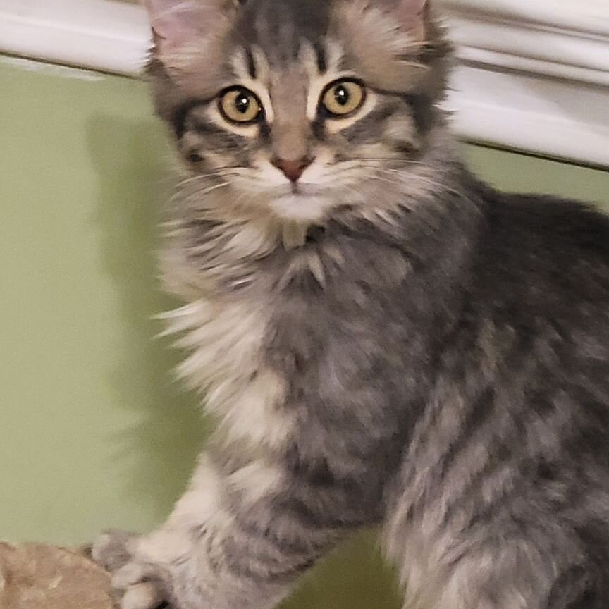 Чудесный котик