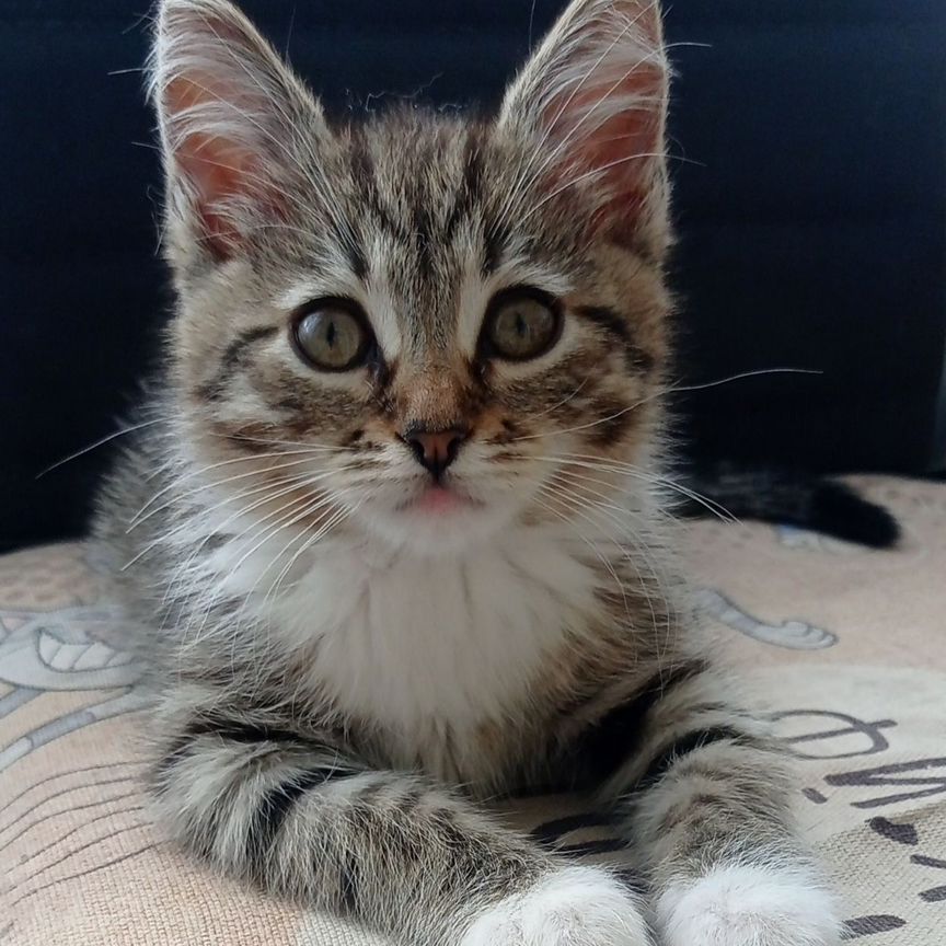 Котик Гарри ищет дом