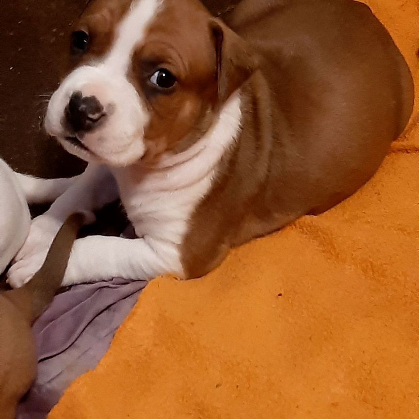 Мальчик аст