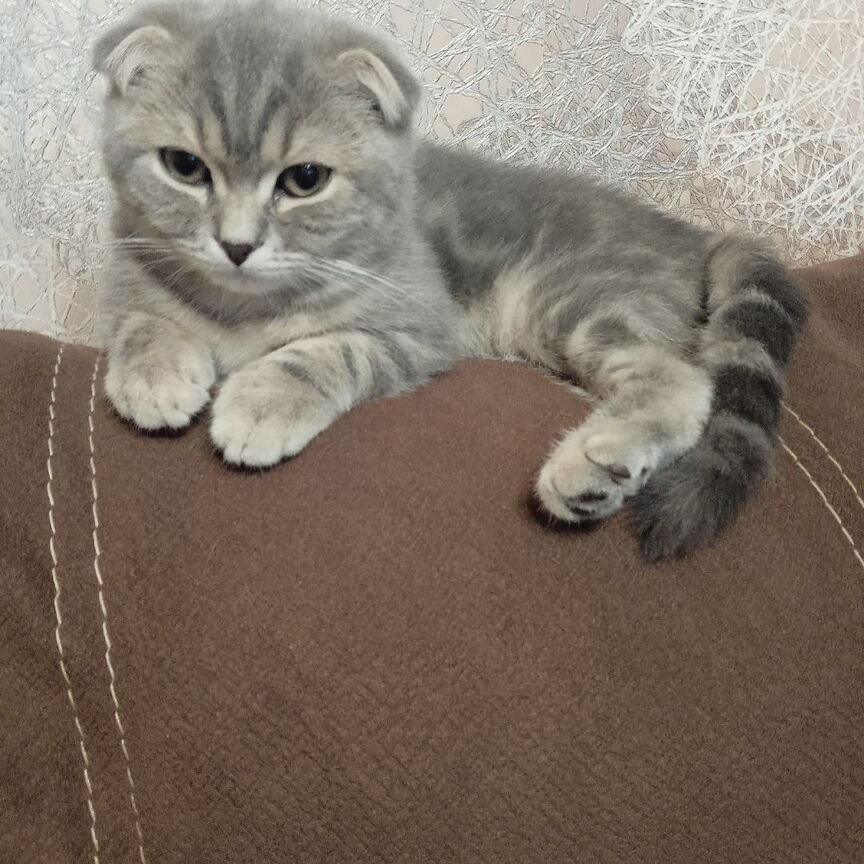 Шотландская вислоухая
