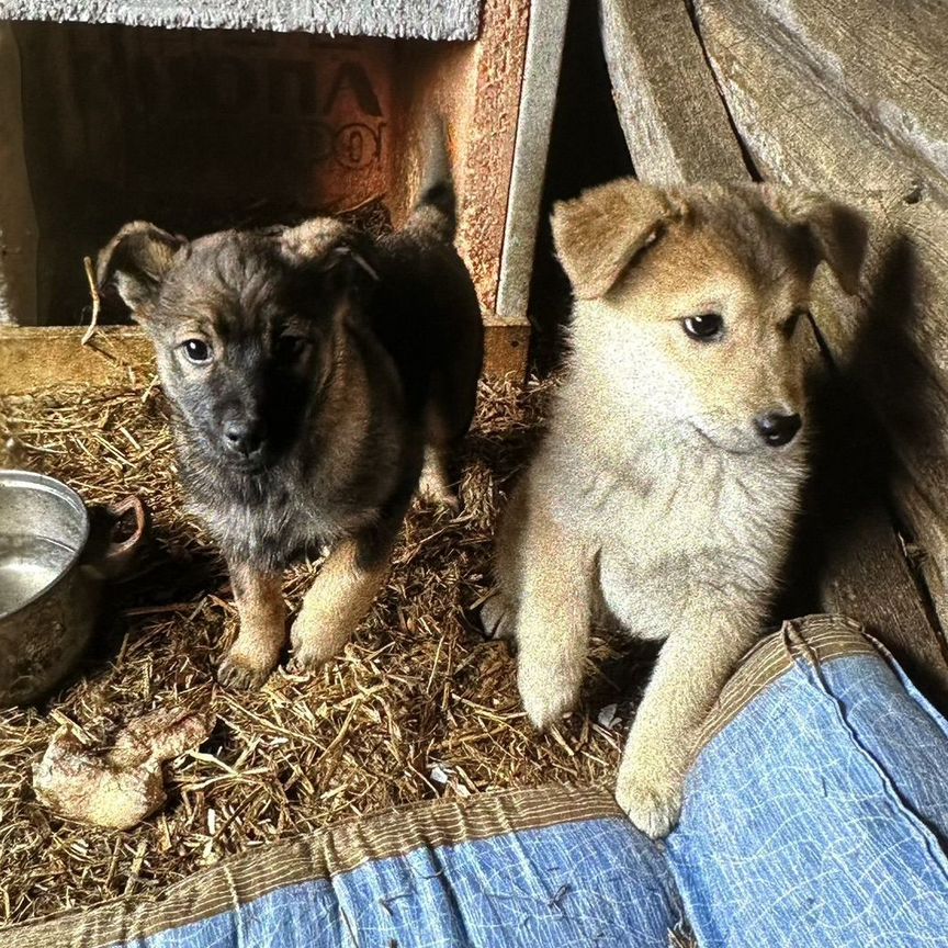 Щенок в добрые руки