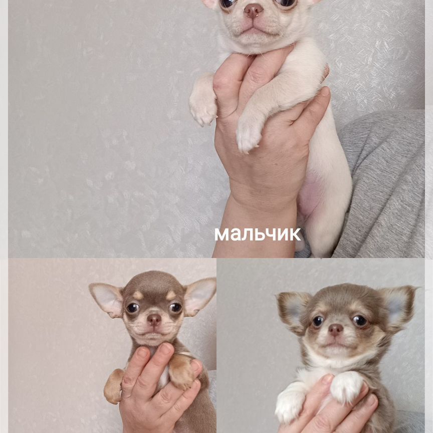 Чихуахуа, щенок