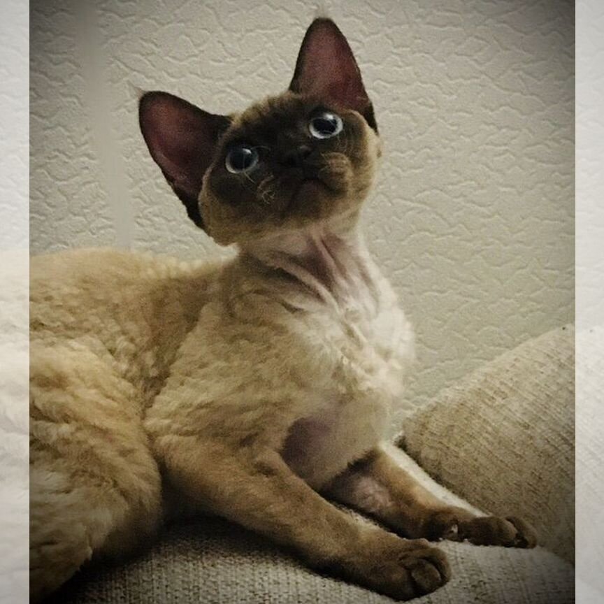 Девон-рекс котёнок