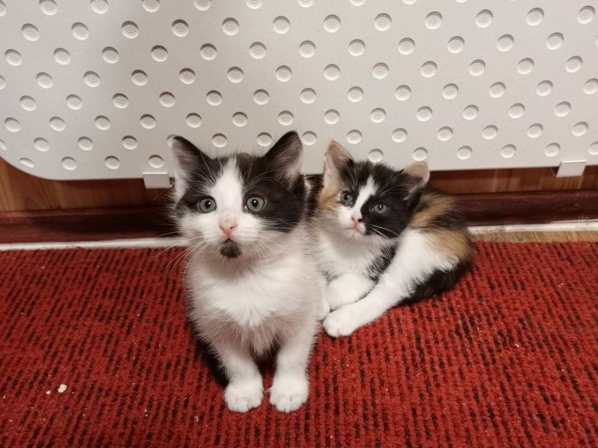 Котята